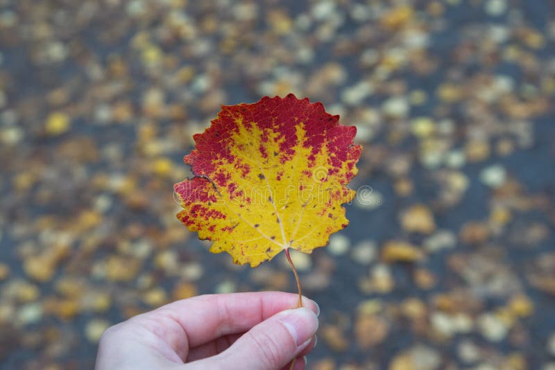 Colorful Autumn Leaf in Hand Stock Photo - Image of background, morning ...
