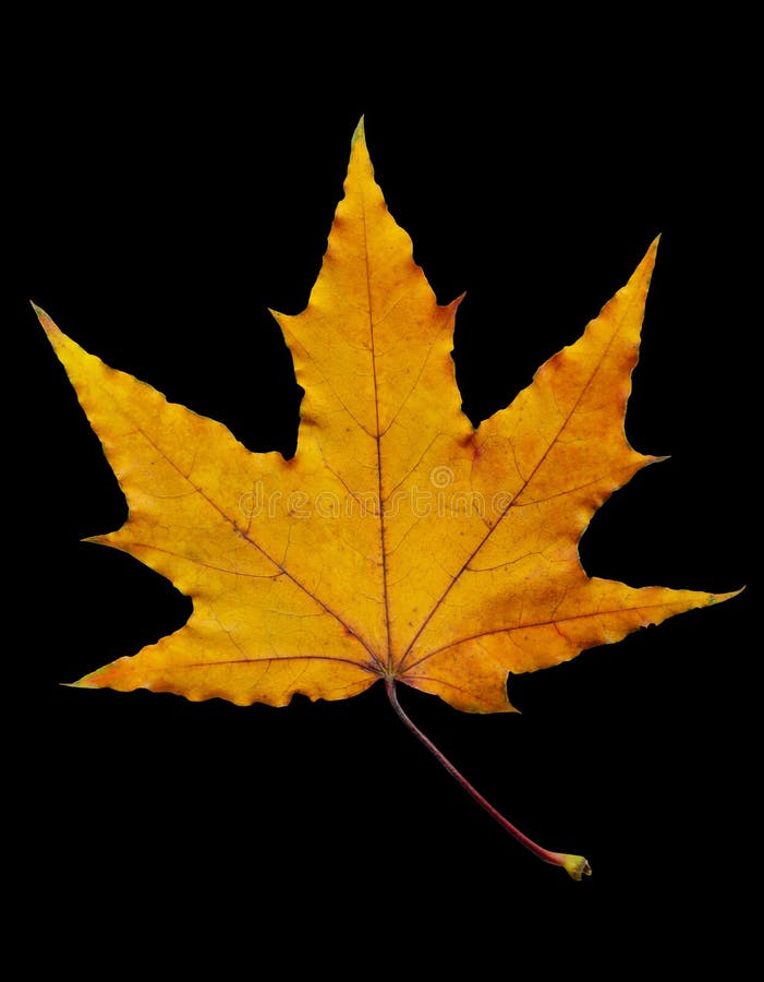 Colorful autumn leaf stock image. Image of green, colorful - 233243697