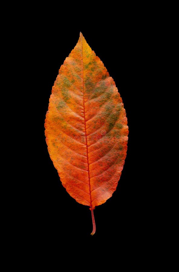 Colorful autumn leaf stock image. Image of beauty, element - 233243703