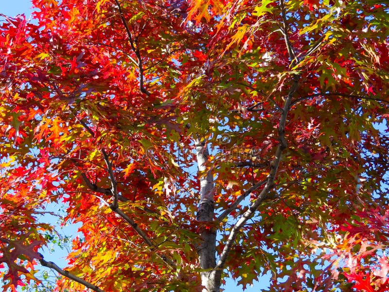 Colorful Autumn Leaf Tree at Day Light Stock Photo - Image of produce ...