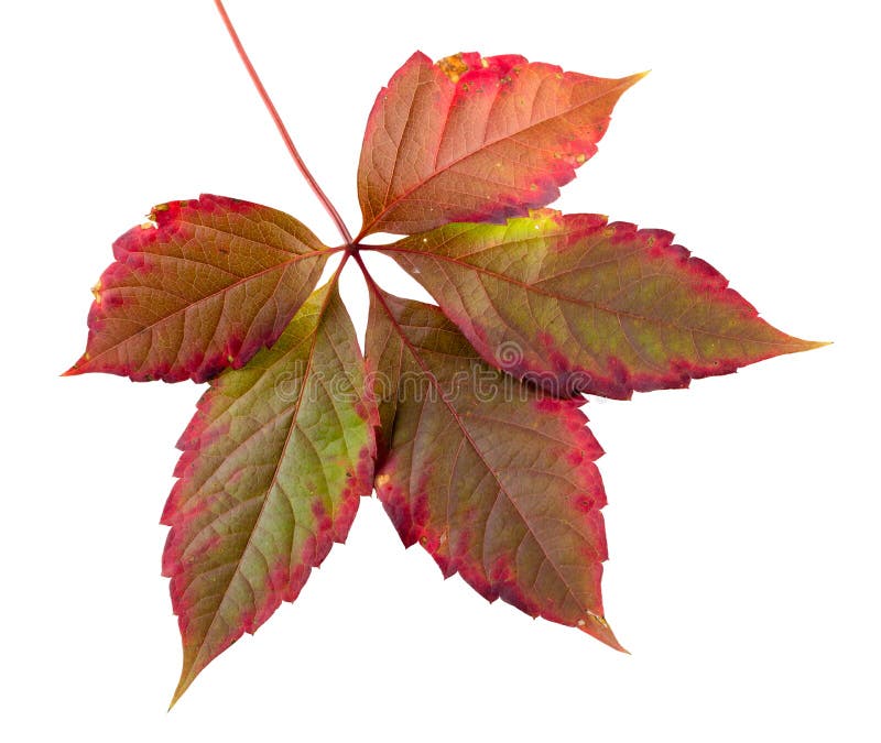 Colorful autumn leaf stock photo. Image of seasonal, closeup - 78537450