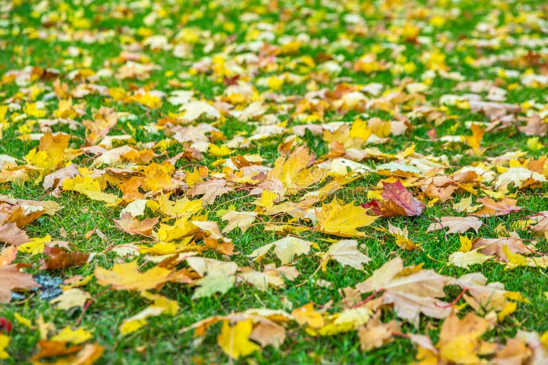 Colorful Autumn Leave on Ground. Autumn Background Stock Image - Image ...