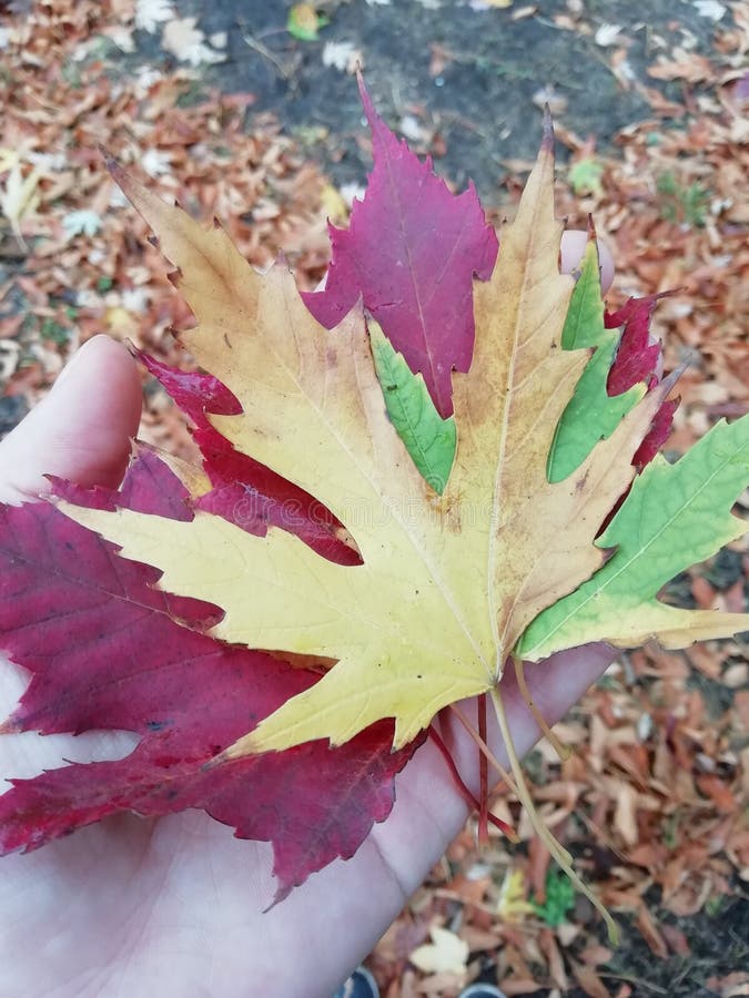 Colorful Autumn Leaves in the Arms Stock Photo - Image of otoo, walk ...
