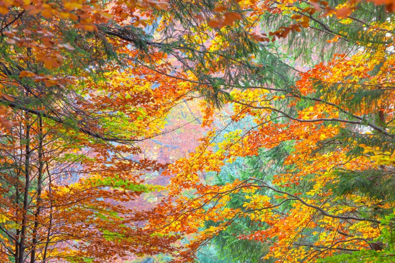 Colorful Autumn Leaves - Beautiful Sesonal Horizontal Background Stock ...