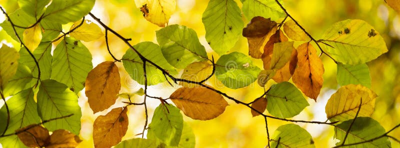 Colorful Autumn Leaves of Beech Tree in the Fall Stock Image - Image of ...