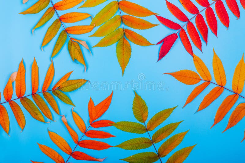 Colorful Autumn Leaves on Blue Background Stock Photo - Image of leaf ...