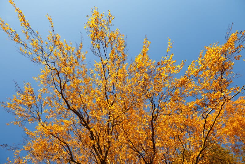 Colorful Autumn Leaves and Blue Sky. Stock Photo - Image of fall ...