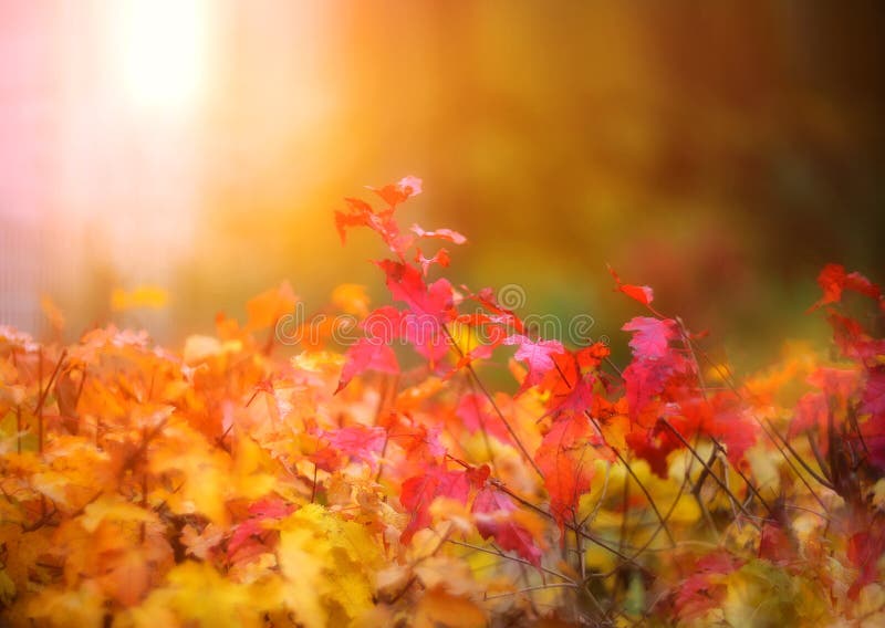 Colorful Autumn Leaves on a Blurry Background Stock Photo - Image of ...