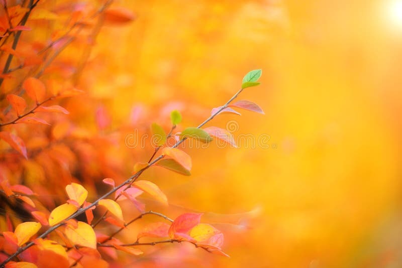 Colorful Autumn Leaves on a Blurry Background Stock Image - Image of ...