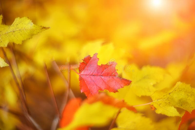 Colorful Autumn Leaves on a Blurry Background Stock Photo - Image of ...