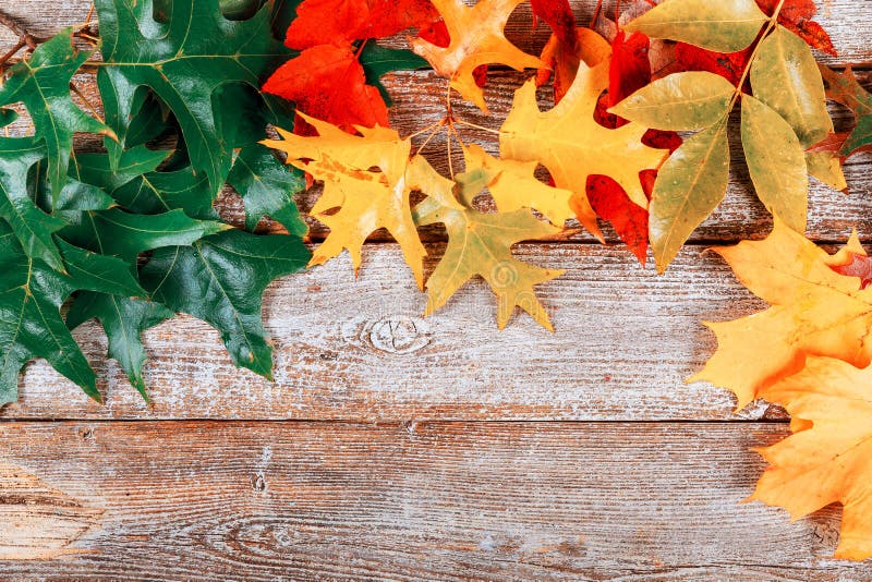 Colorful Autumn Leaves Border Frame on Painted Rustic Barn Wood Blanks ...