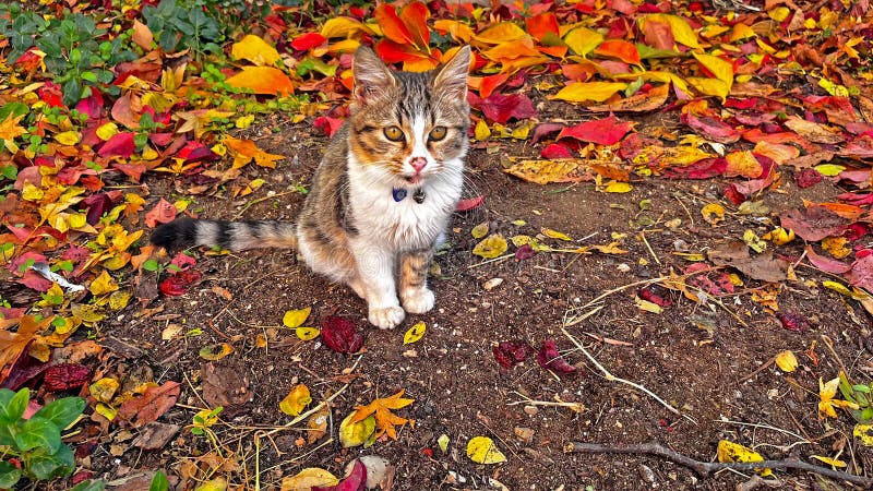 Colorful Autumn Leaves and Cat on the Ground Stock Image - Image of ...