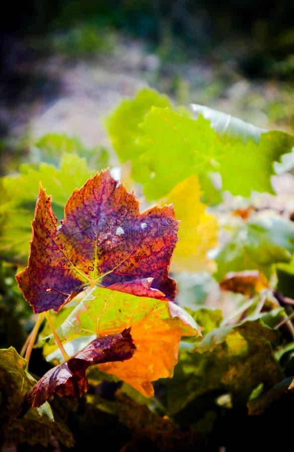 Colorful Autumn Leaves Changing Colors with Blurred Background Stock ...