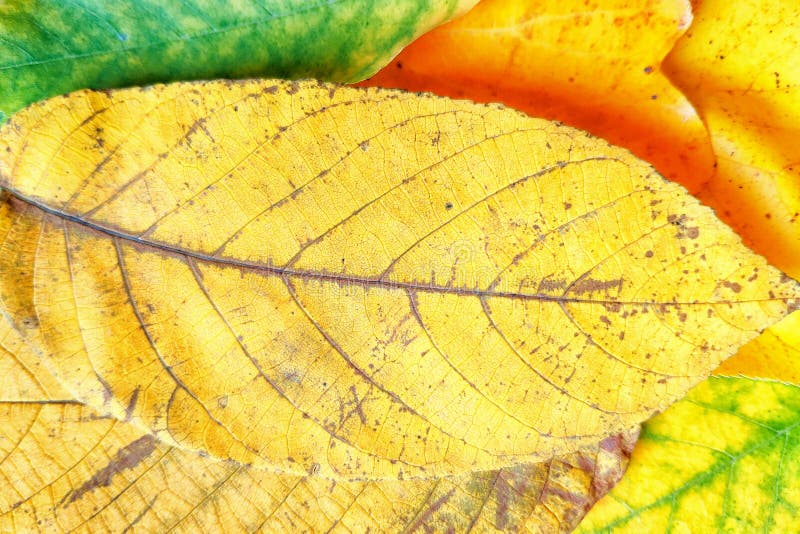 Colorful Autumn Leaves Closeup. Abstract Background. Selective Focus ...
