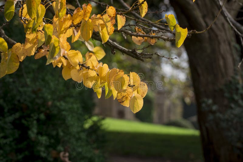 Colorful Autumn Leaves in Dark Autumn Day Stock Image - Image of season ...