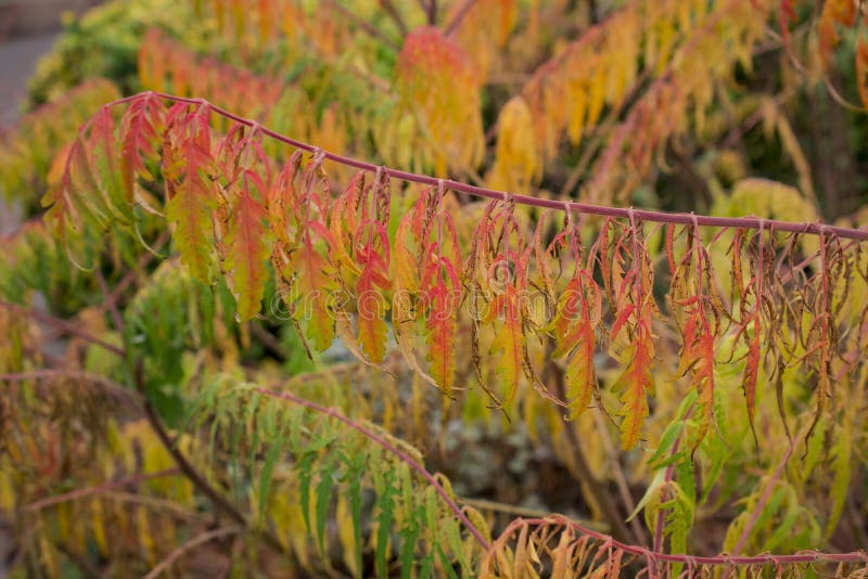 Colorful Autumn Leaves in Dark Autumn Day Stock Photo - Image of season ...