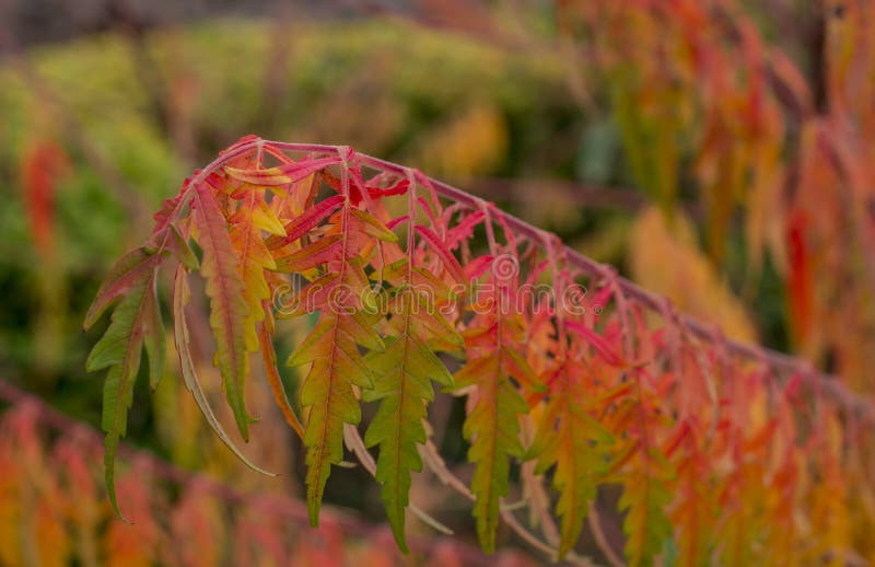 Colorful Autumn Leaves in Dark Autumn Day Stock Photo - Image of frame ...