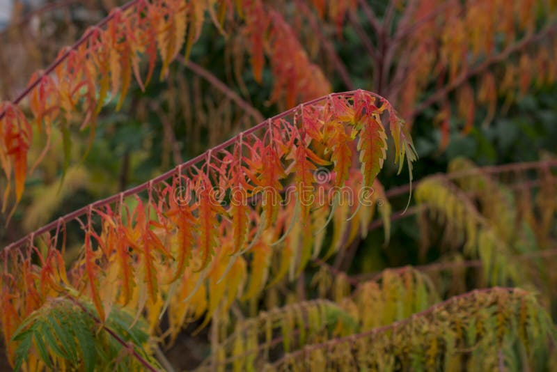 Colorful Autumn Leaves in Dark Autumn Day Stock Image - Image of ...