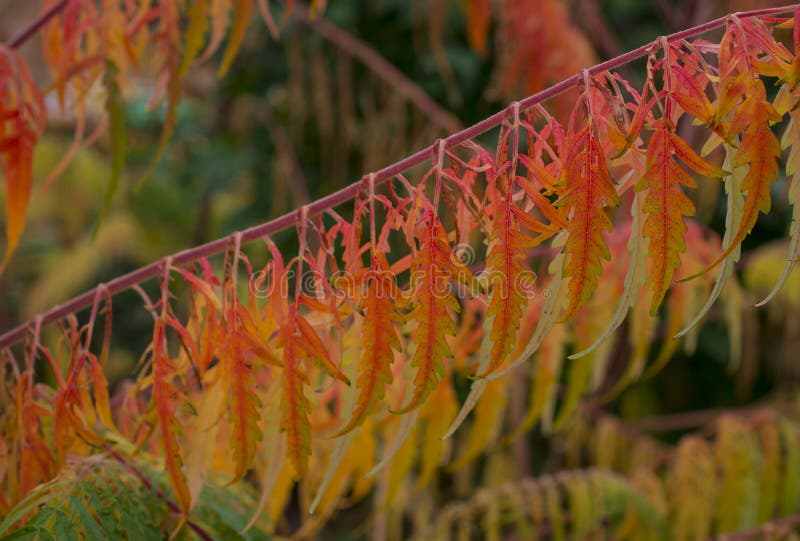 Colorful Autumn Leaves in Dark Autumn Day Stock Image - Image of ...