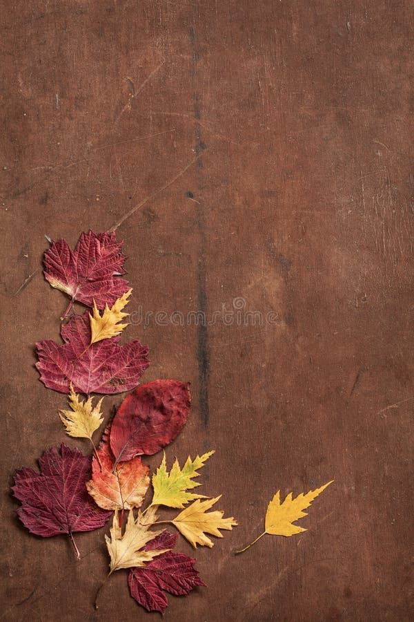 Colorful Autumn Leaves on Dark Rustic Background Stock Image - Image of ...
