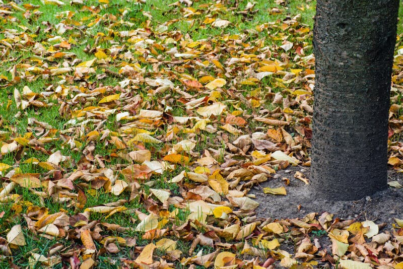 Colorful Autumn Leaves Fallen Under a Tree in the Park Stock Photo ...