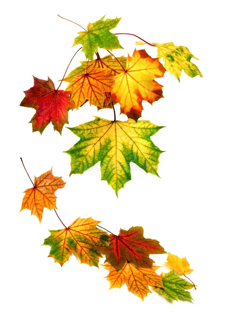 2,361 Autumn Leaves Falling Down Song Stock Photos - Free & Royalty ...