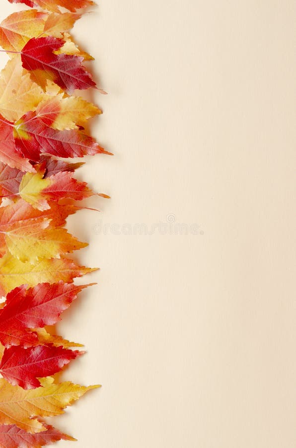 Colorful Autumn Leaves Falling Isolated on Colored Background. Fall ...