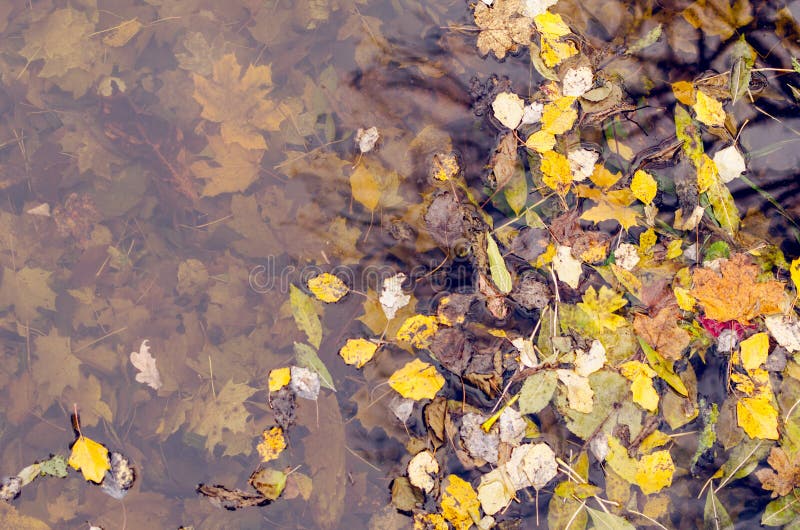 Colorful Autumn Leaves Falling into the Water in the Park Stock Image ...