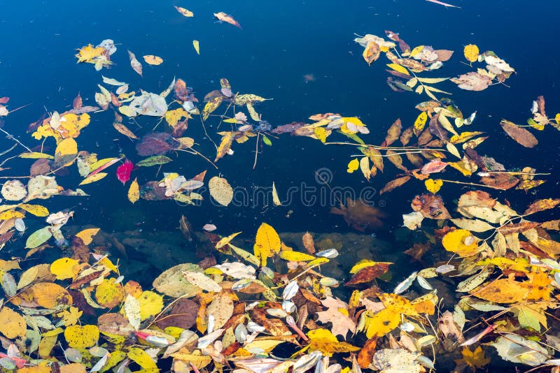 Colorful Autumn Leaves Falling into the Water in the Park Stock Image ...