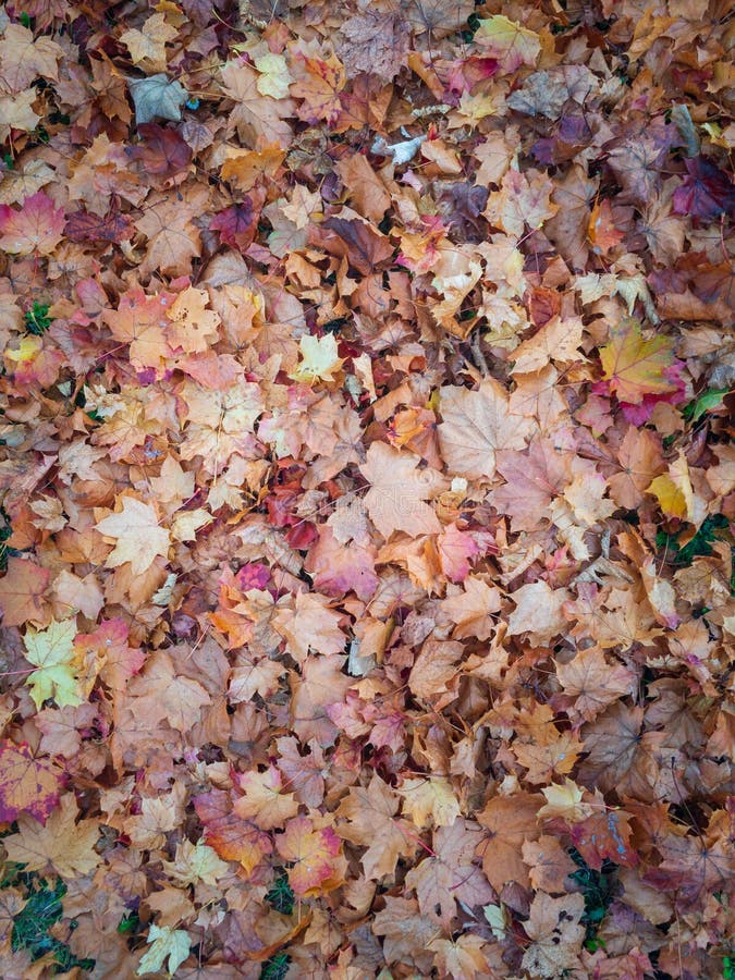 Colorful Autumn Leaves on Forest Floor Stock Photo - Image of yellow ...