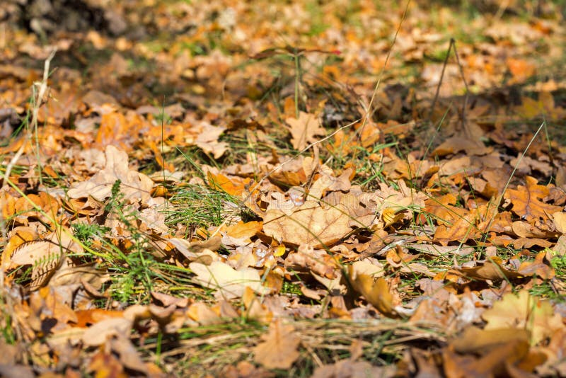Colorful Autumn Leaves on Forest Floor Stock Image - Image of leaf ...
