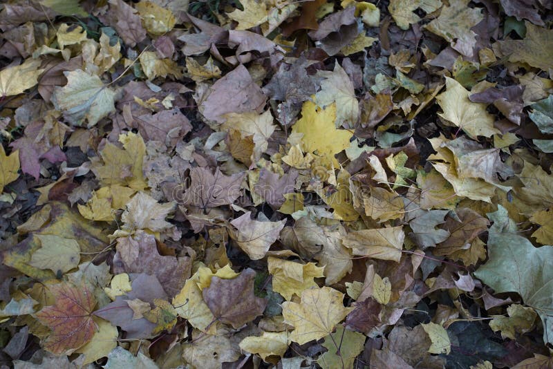 Autumn Leaves on the Forest Ground Stock Image - Image of hiking ...