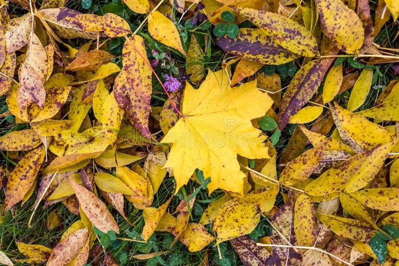 Colorful Autumn Leaves on the Ground Autumn Background Stock Photo ...