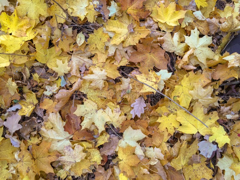 Colorful Autumn Leaves on the Ground in the Forest Stock Photo - Image ...