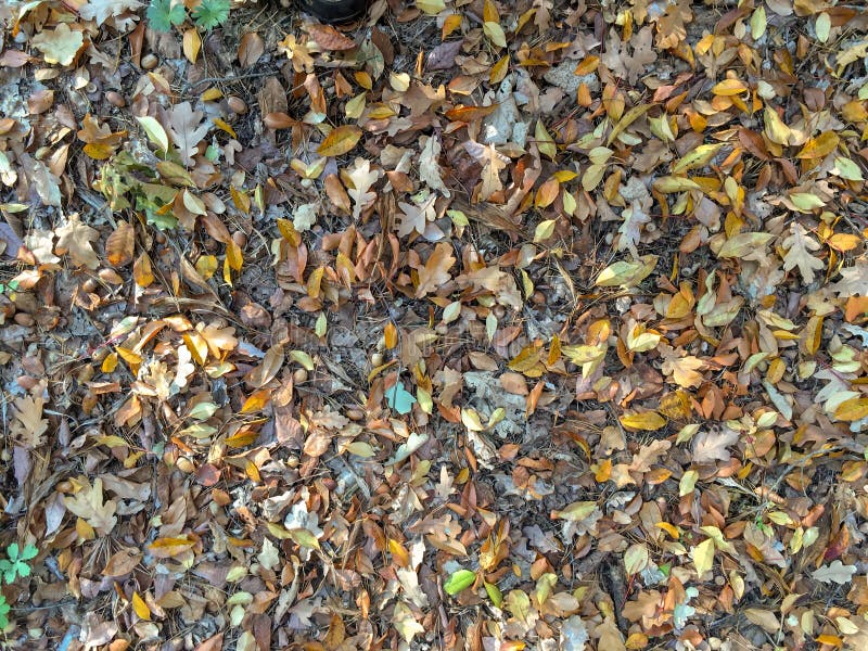 Colorful Autumn Leaves on the Ground in the Forest Stock Photo - Image ...