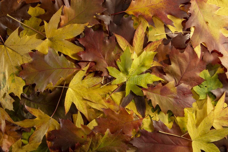 Colorful Autumn Leaves on the Ground in the Forest Stock Image - Image ...