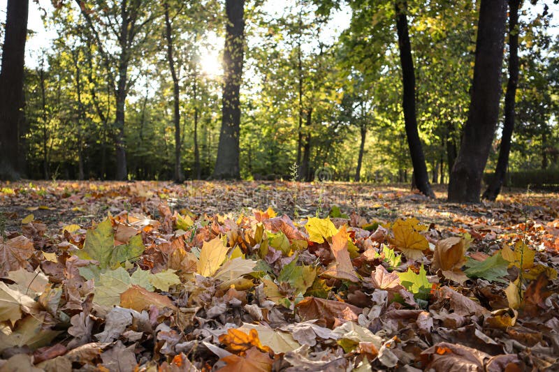 The Colorful Autumn Leaves on the Ground. Stock Photo - Image of leaves ...
