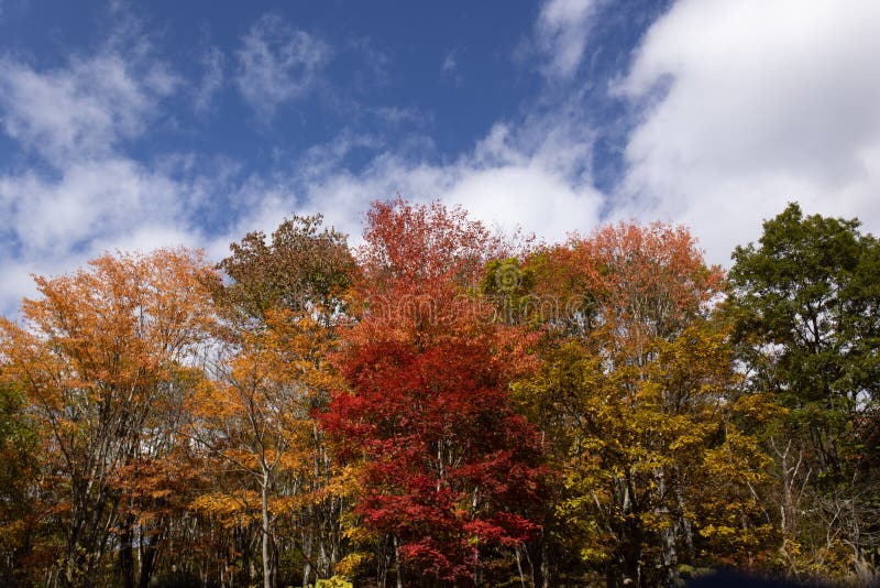 Colorful Autumn Leaves in Japanese Forest Stock Image - Image of woods ...