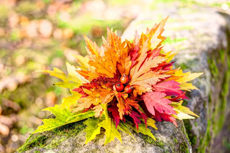 Colorful autumn leaves stock photo. Image of broad, close - 79820172