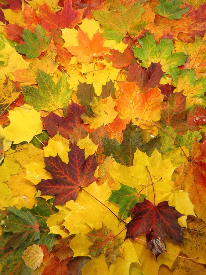 Colorful autumn leaves stock photo. Image of background - 36296982