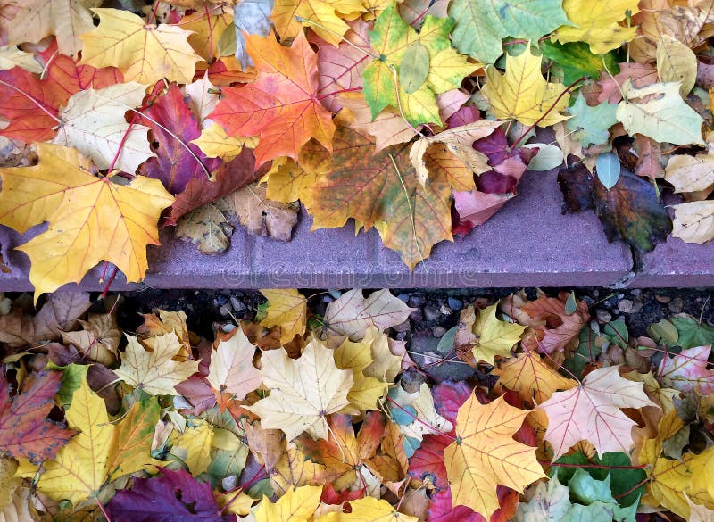 Colorful Autumn leaves stock photo. Image of leaves, colors - 80211134