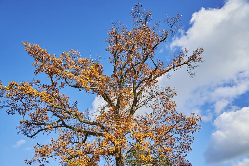 Colorful Autumn Leaves of an Oak Tree Genus Quercus Stock Image - Image ...