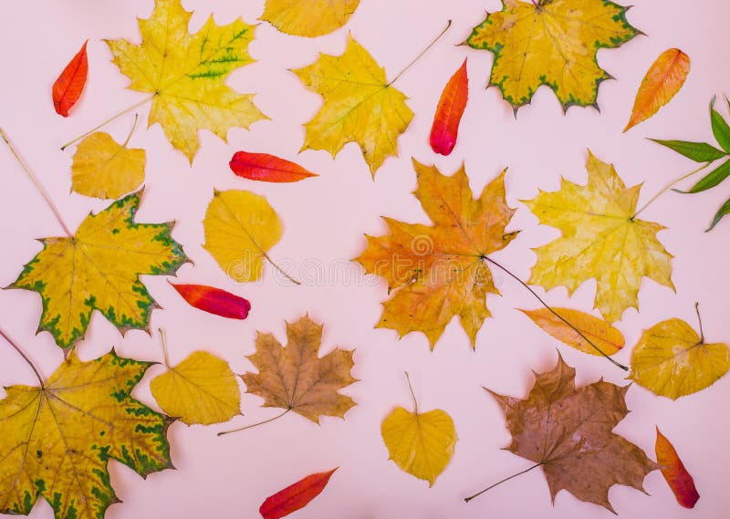 Colorful Autumn Leaves on Pink Background Stock Photo - Image of leaves ...