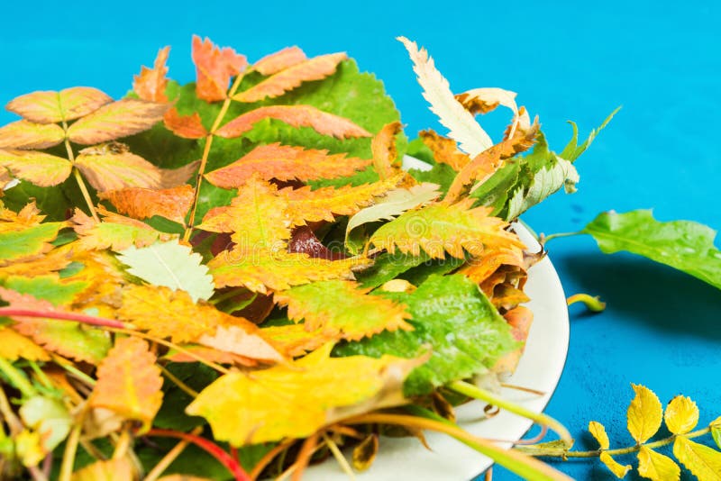 Colorful Autumn Leaves on Plate, Closeup View Stock Image - Image of ...