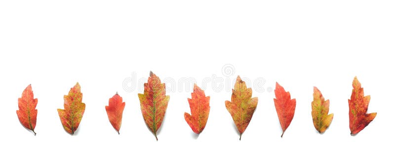 Colorful Autumn Leaves in a Row Stock Image - Image of life, holiday ...
