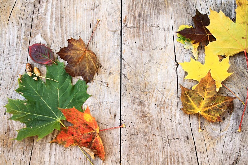 Colorful Autumn Leaves on a Rustic Table Stock Image - Image of ...