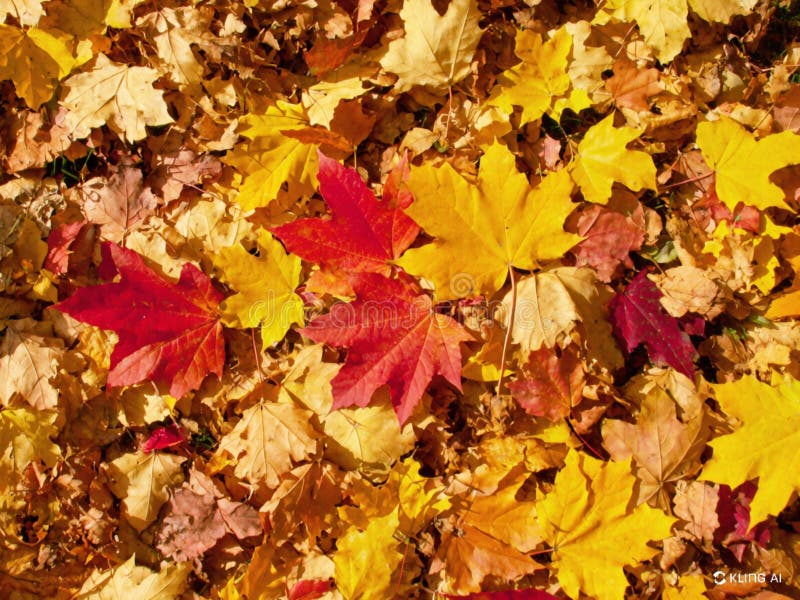 Colorful Autumn Leaves Scattered on the Ground Stock Illustration ...