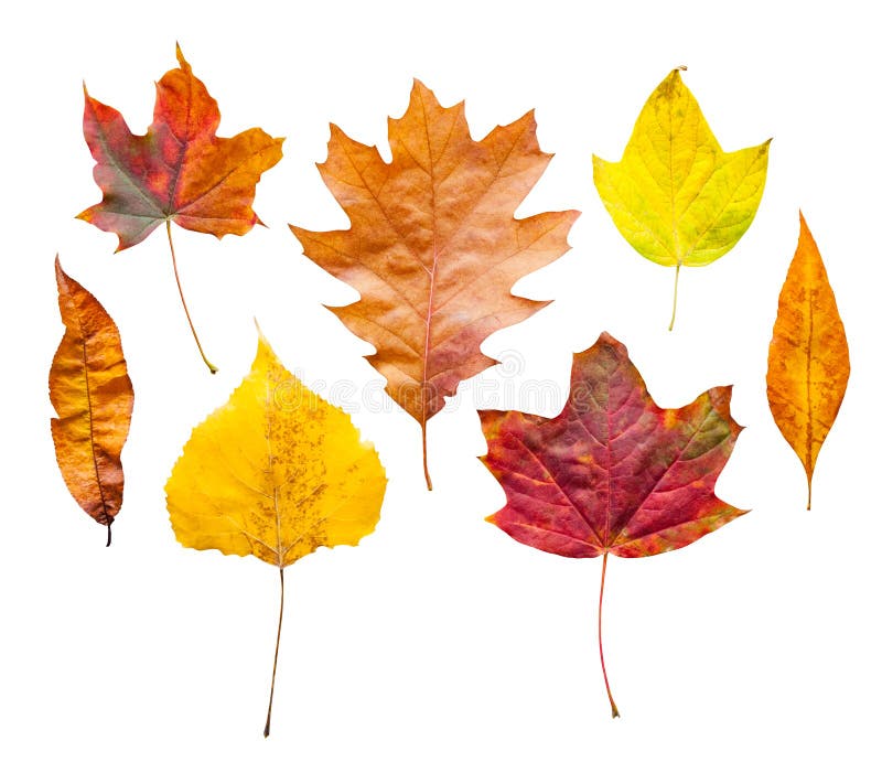 Colorful Autumn Leaves Set Isolated on White Background Stock Photo ...