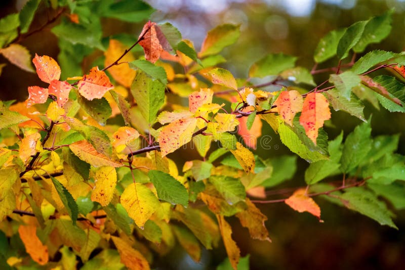 Colorful Autumn Leaves on a Tree Branch Stock Photo - Image of branch ...