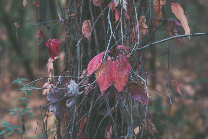 Colorful Autumn Leaves on a Tree Close Up Stock Image - Image of branch ...